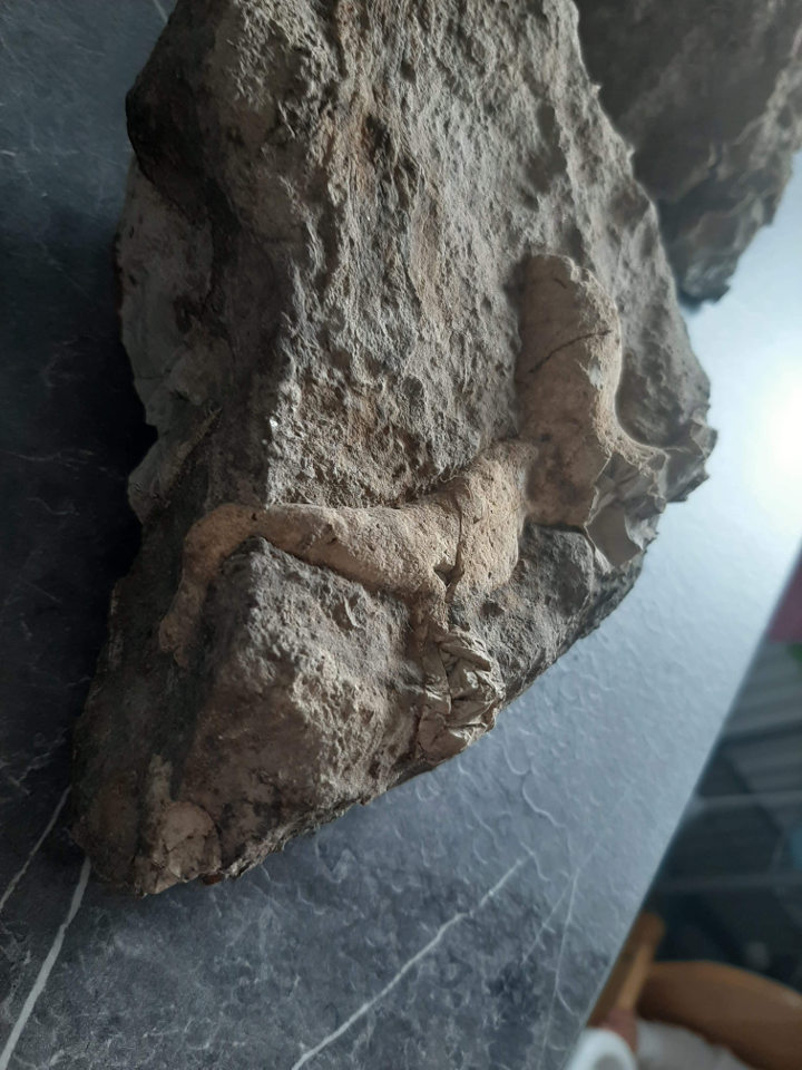 Local family find rare true-form fossils in Stoney quarries. | Stoney ...